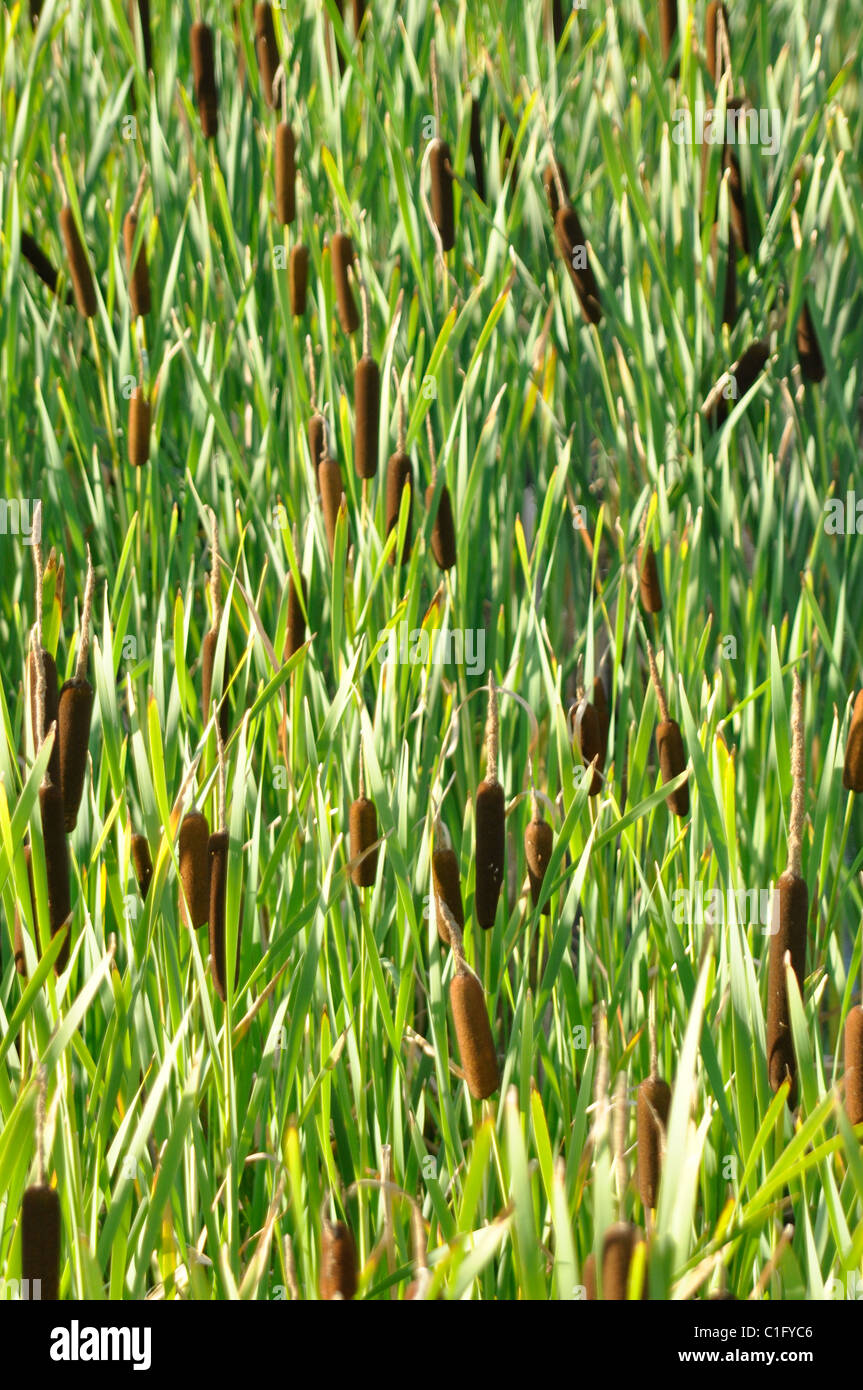 Portrait picture of reeds Stock Photo - Alamy