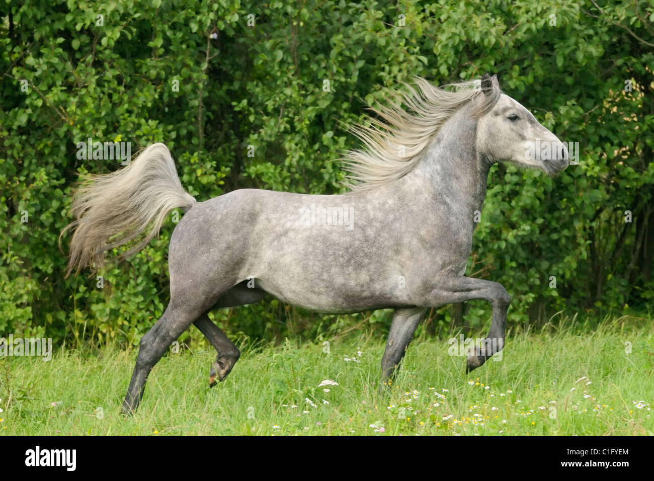 Trotting horse hi-res stock photography and images - Alamy