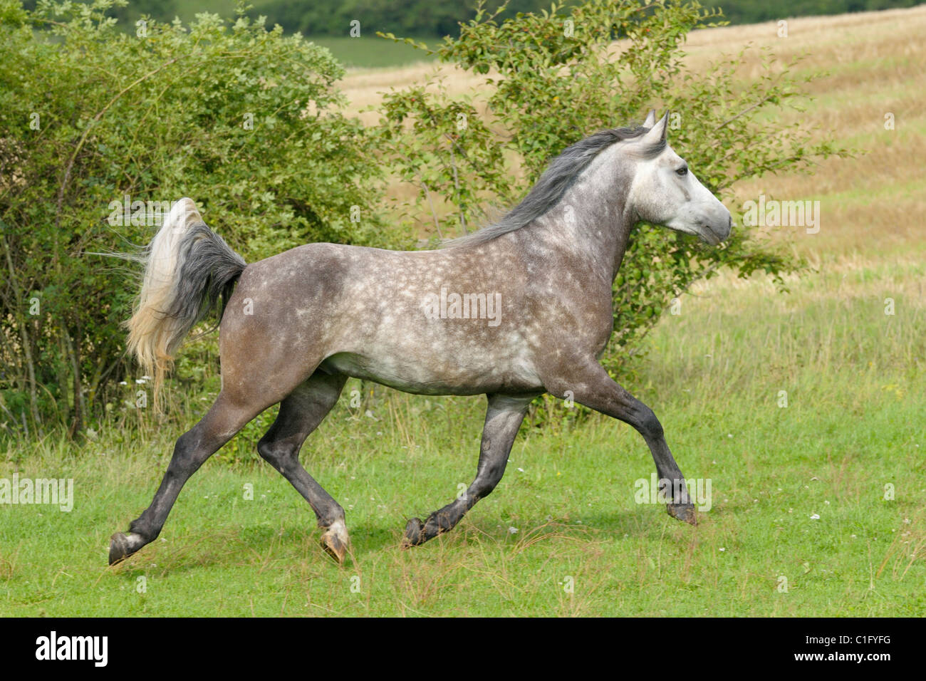 Connemara pony hi-res stock photography and images - Alamy