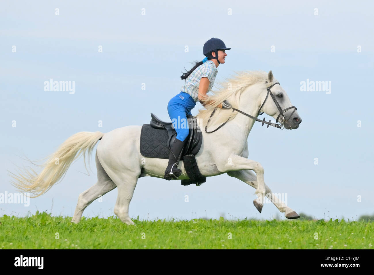 Connemara pony stallion white hi-res stock photography and images - Alamy