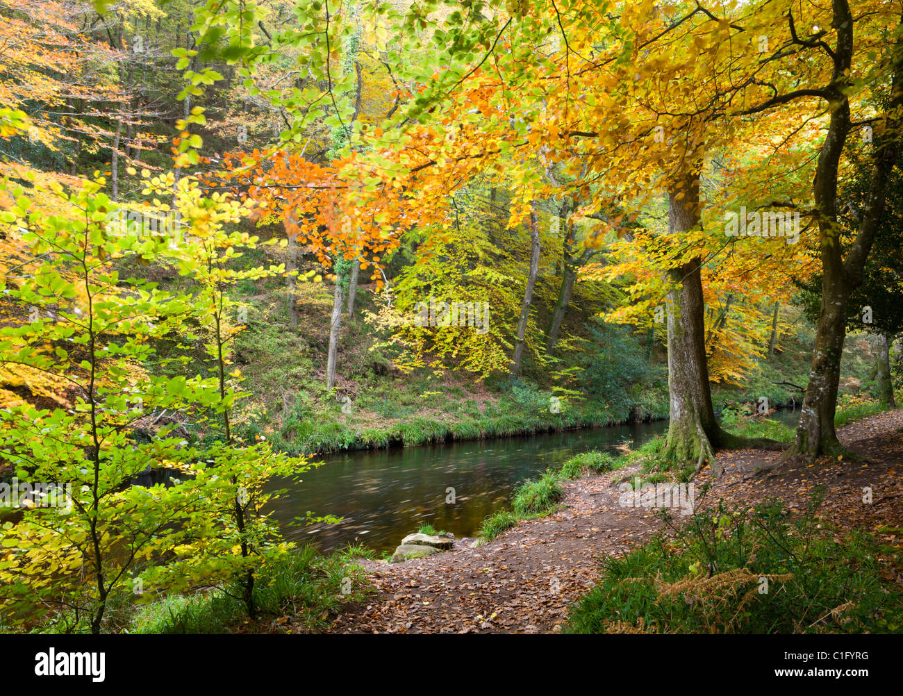 River Teign and autumnal woodland footpath near Fingle Bridge, Dartmoor ...