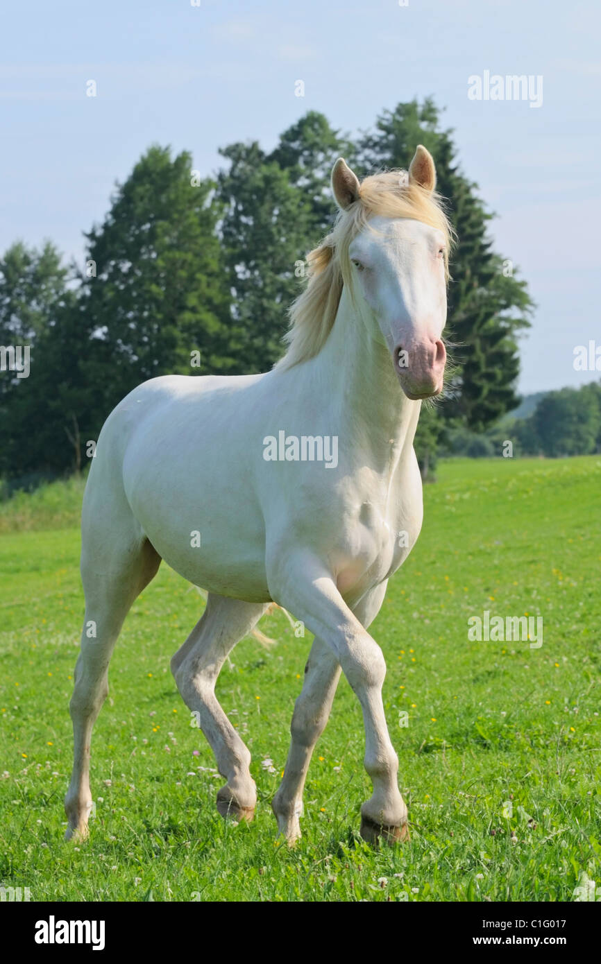 Pony cremello hi-res stock photography and images - Alamy