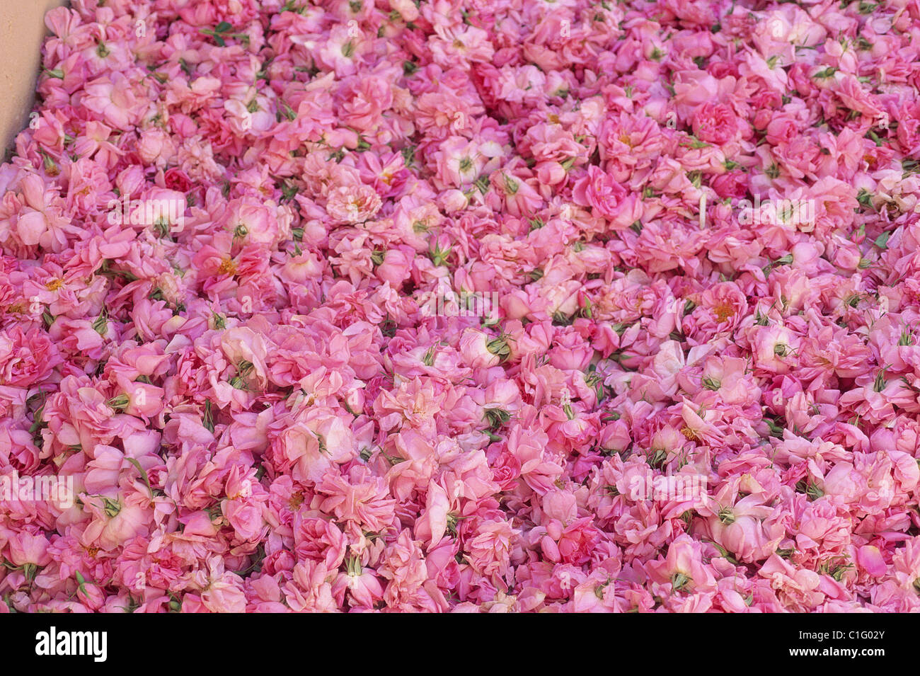 Hadida High Resolution Stock Photography and Images - Alamy