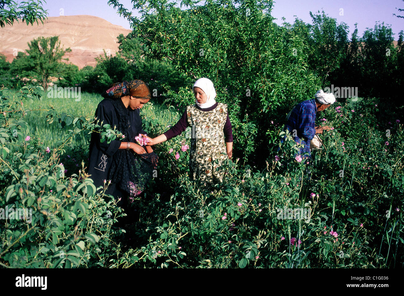 Morocco, Haut Atlas, M'Gouna Valley Hadida village, Rose producer ...