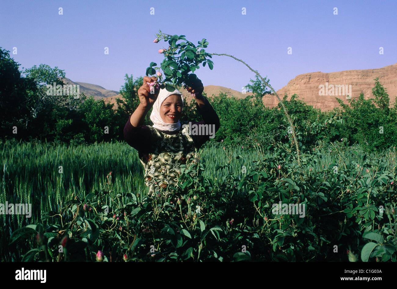 Morocco, Haut Atlas, M'Gouna Valley Hadida village, Rose producer ...