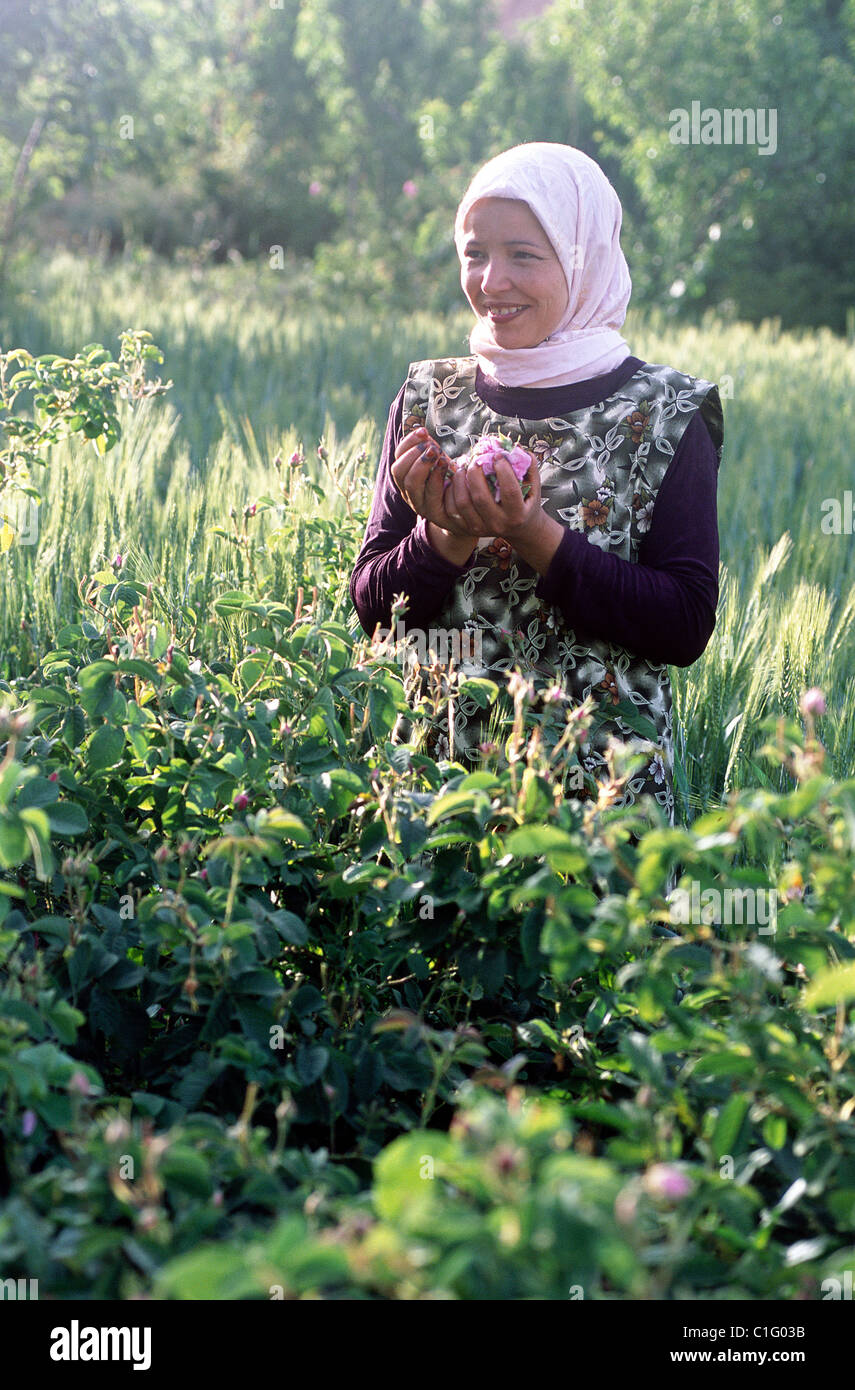 Morocco, Haut Atlas, M'Gouna Valley Hadida village, Rose producer ...
