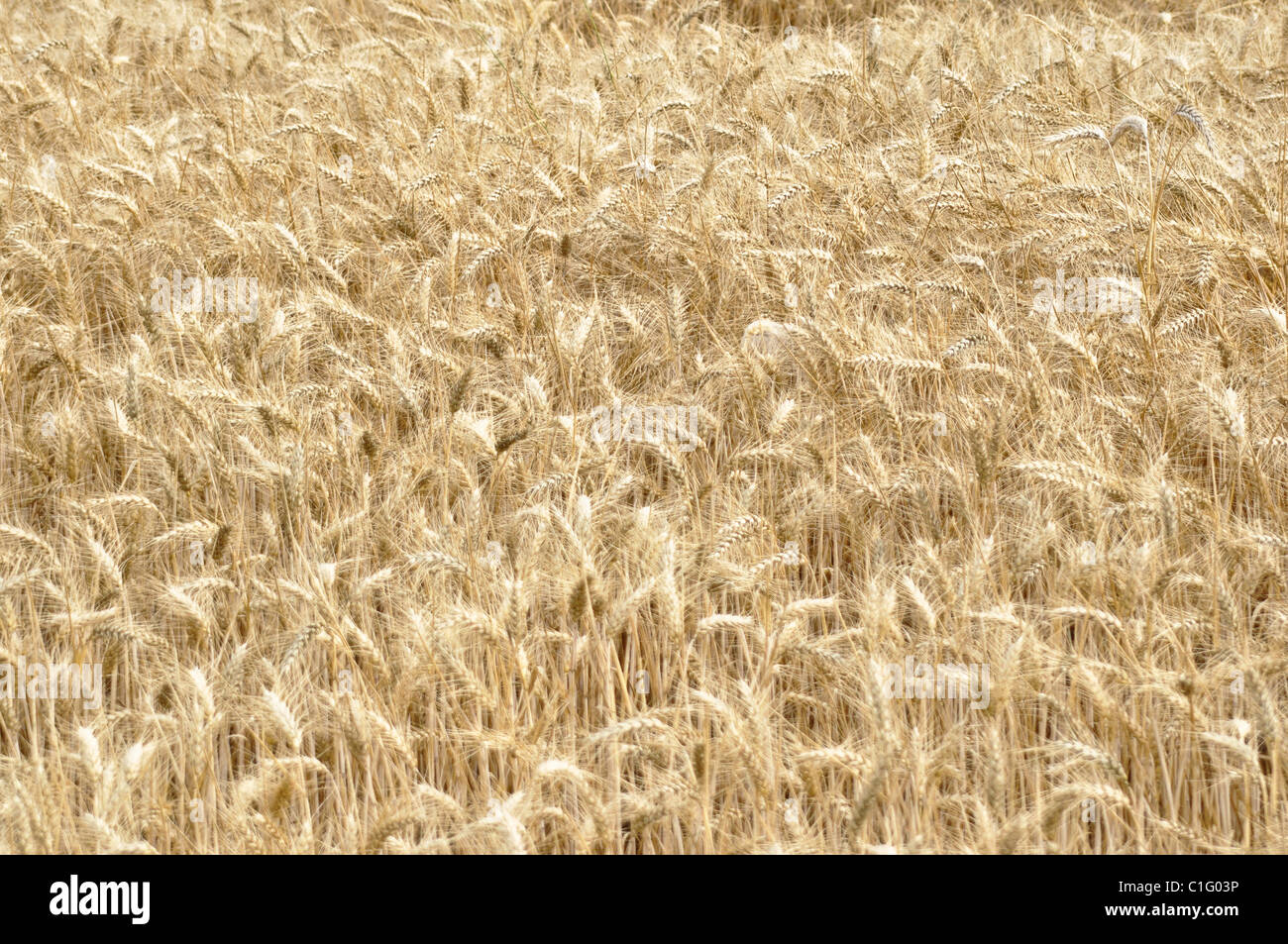 Golden wheat field horizontal image just before harvest Stock Photo - Alamy