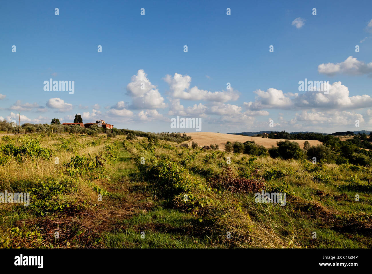 Signa italy hi-res stock photography and images - Alamy
