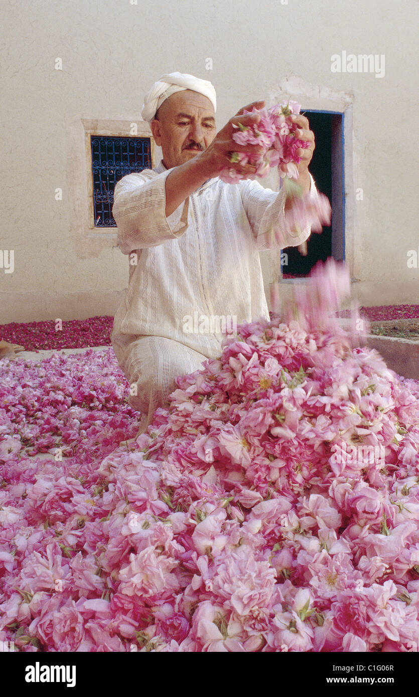 Morocco, Upper Atlas, Hadida village (M'Gouna valley), roses producer ...