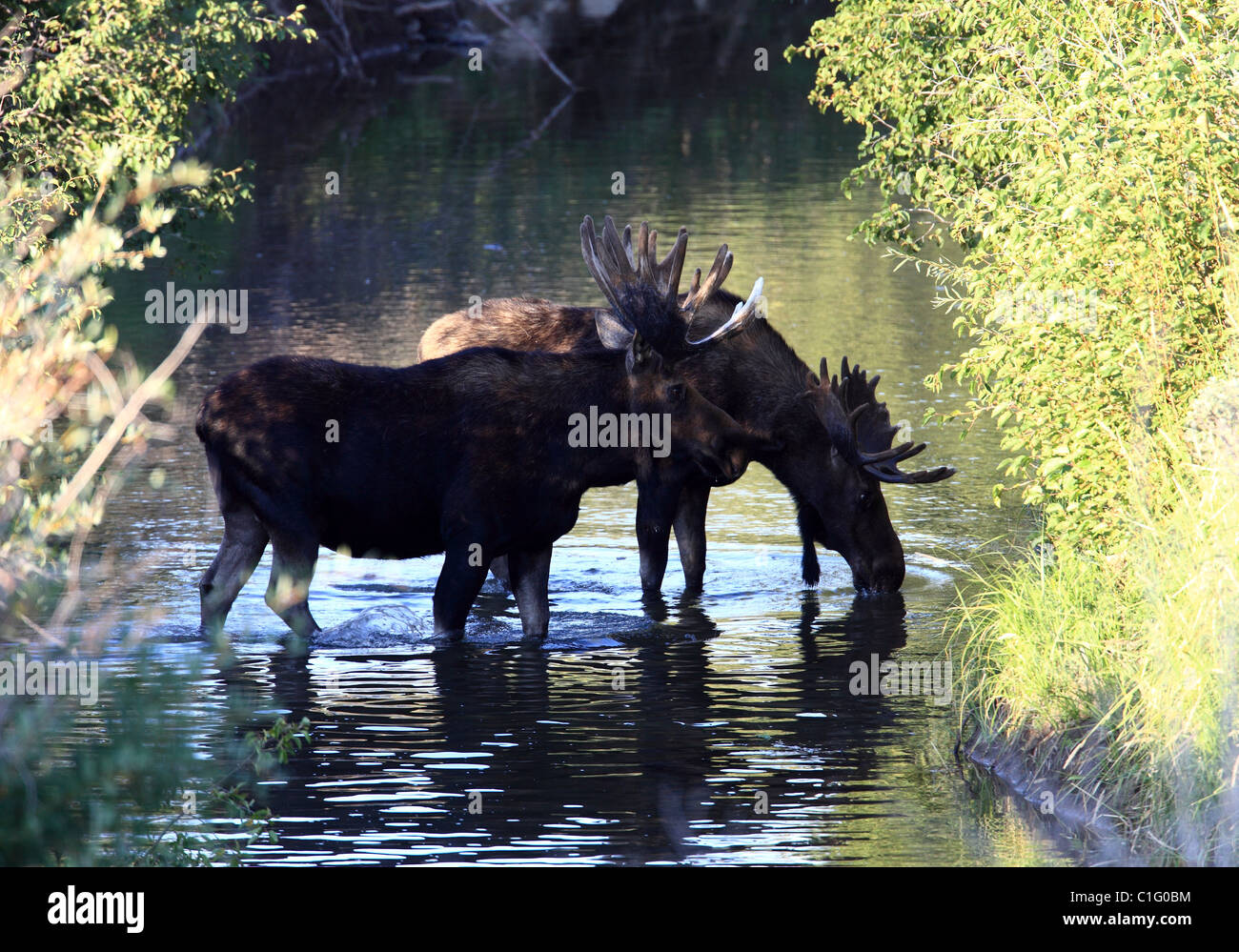 Bull bulls hi-res stock photography and images - Alamy