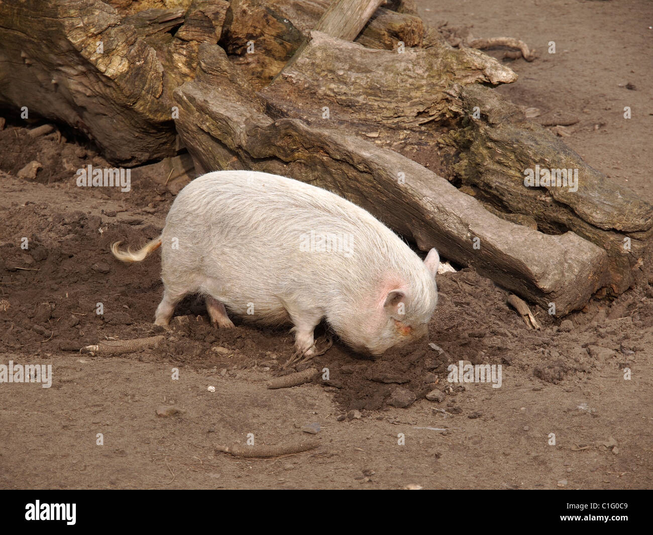 Holland pig hi-res stock photography and images - Alamy
