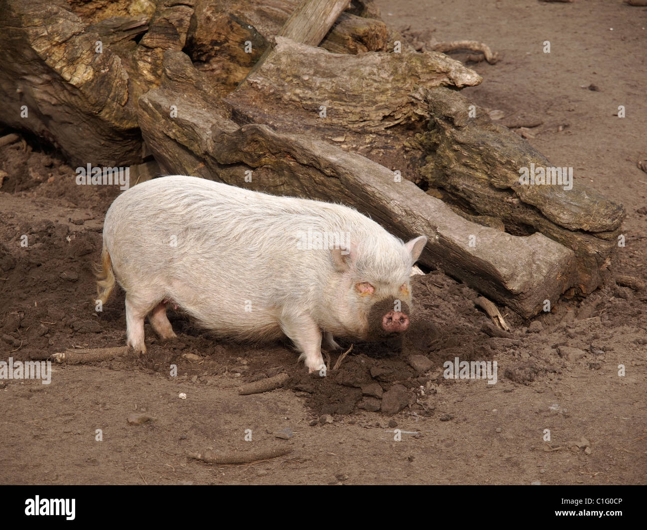 Little potbellied pig rooting in the dirt. Arcen, Zuid Limburg, the ...