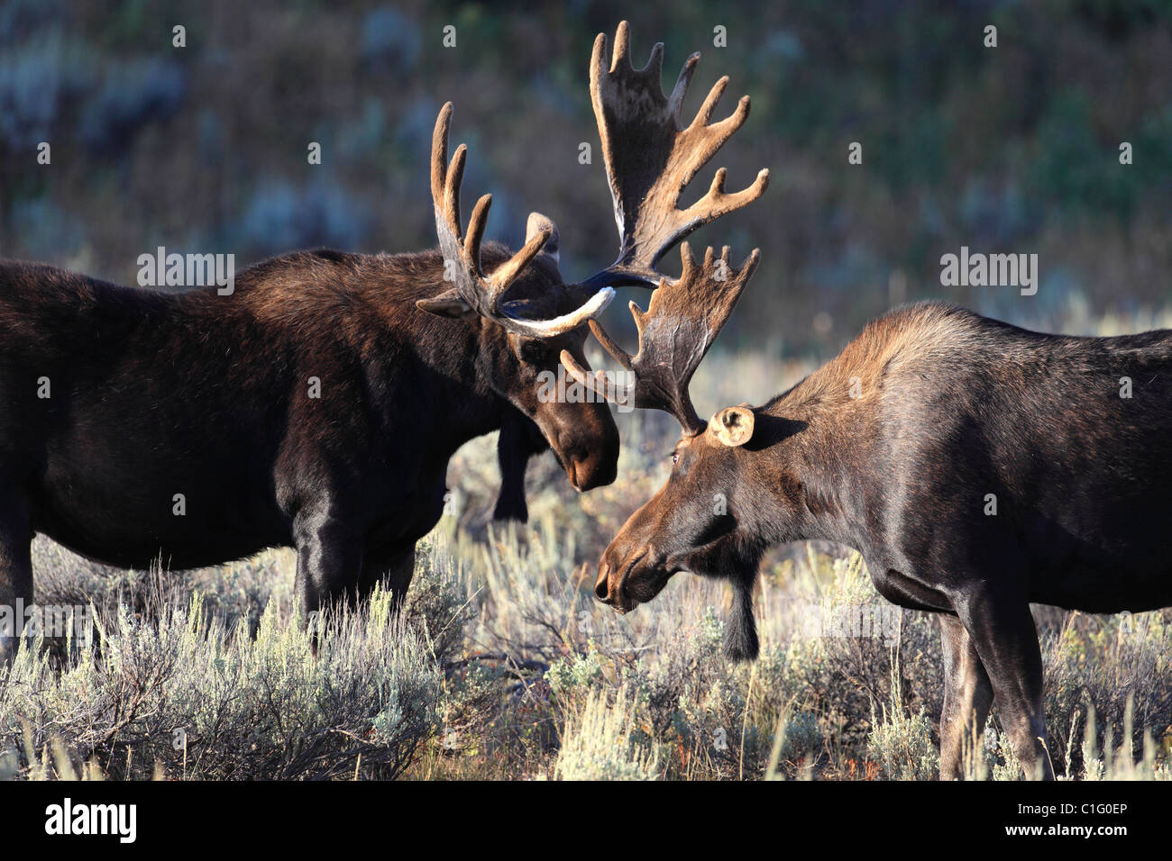 Moose bird hi-res stock photography and images - Alamy