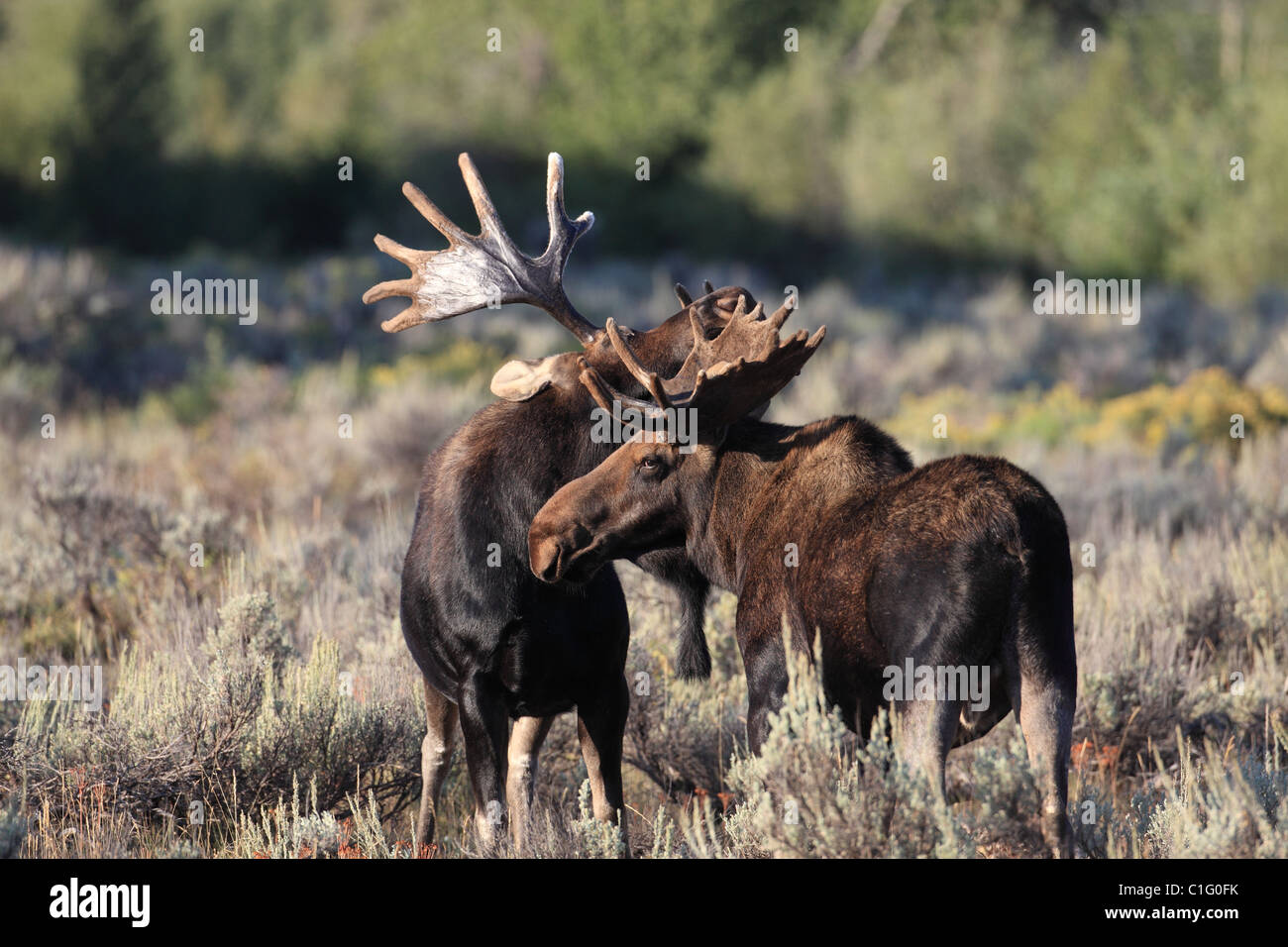 Moose bird hi-res stock photography and images - Alamy