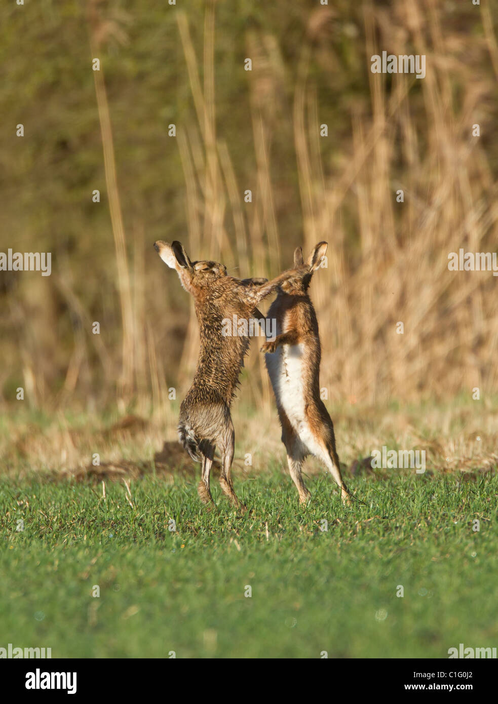 Boxing hares uk hi-res stock photography and images - Alamy