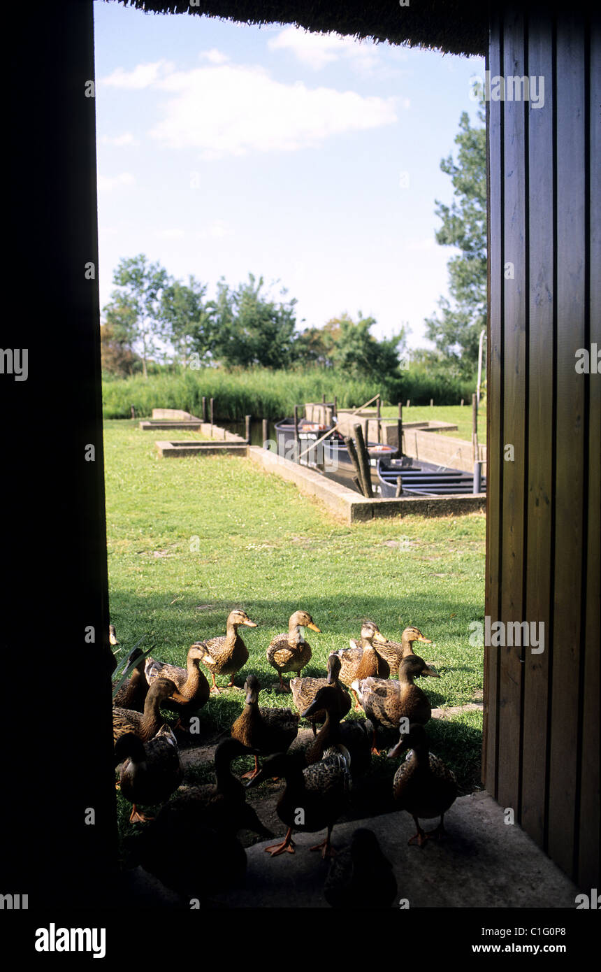 Elevage de canards hi-res stock photography and images - Alamy