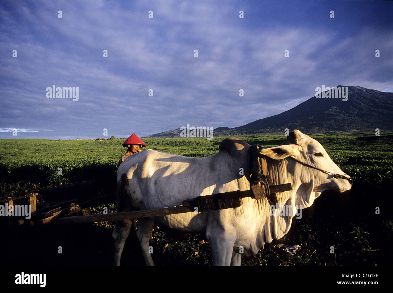 Indonesia, Sumatra, countryman and his cow on the way to Kerinci ...