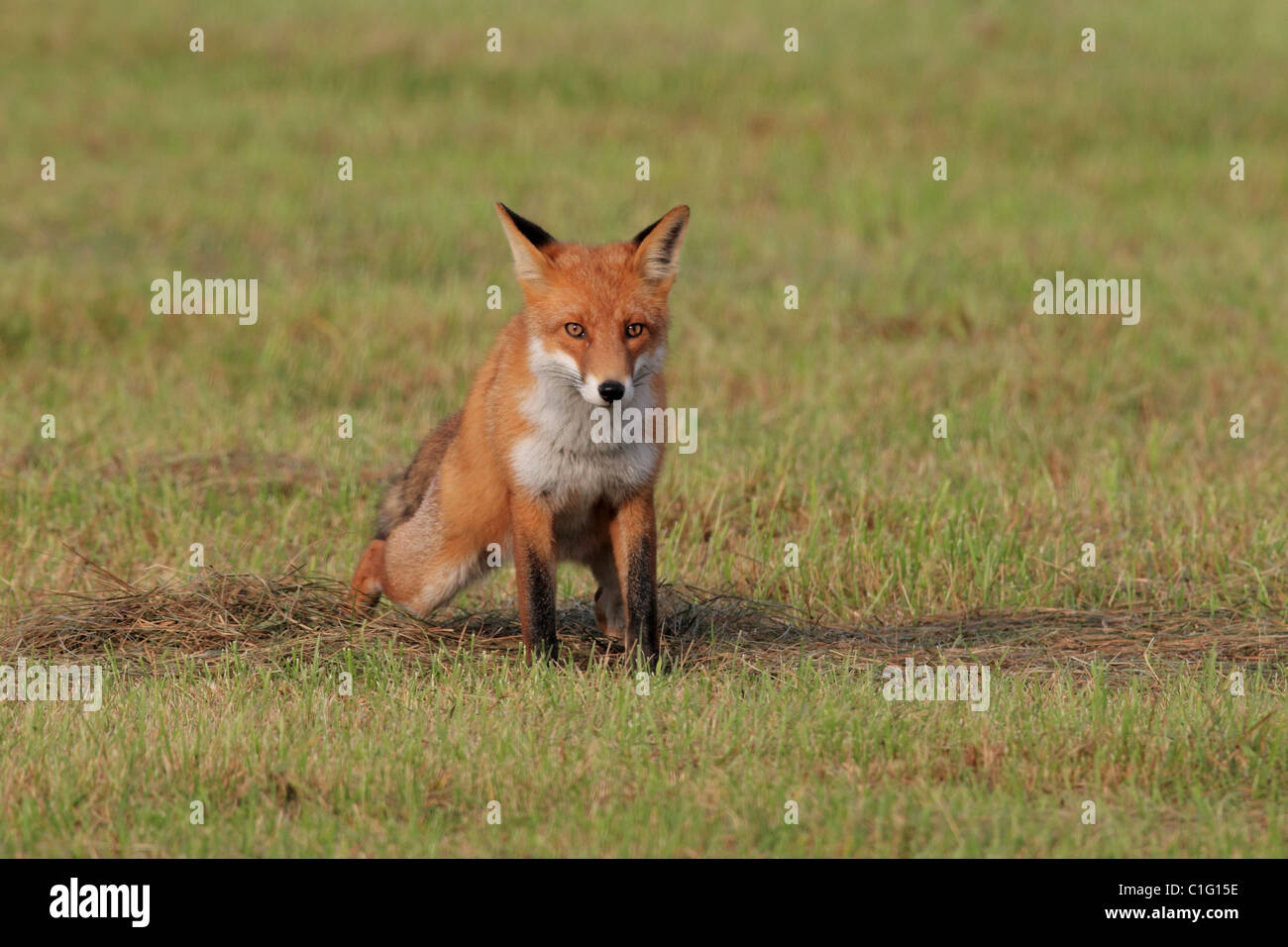 Schlauer fuchs hi-res stock photography and images - Alamy
