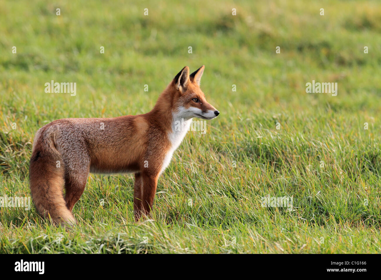 Schlauer fuchs hi-res stock photography and images - Alamy