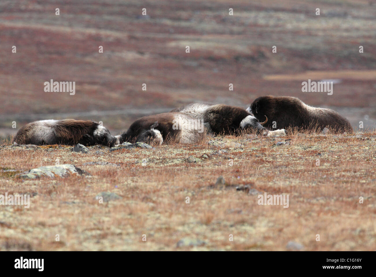 Musk ox herd Norway Dovre Stock Photo - Alamy
