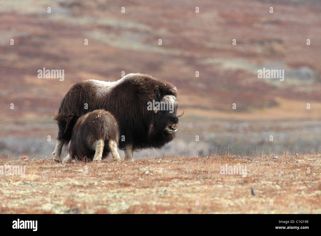 Musk ox calf in mammals Norway Stock Photo - Alamy