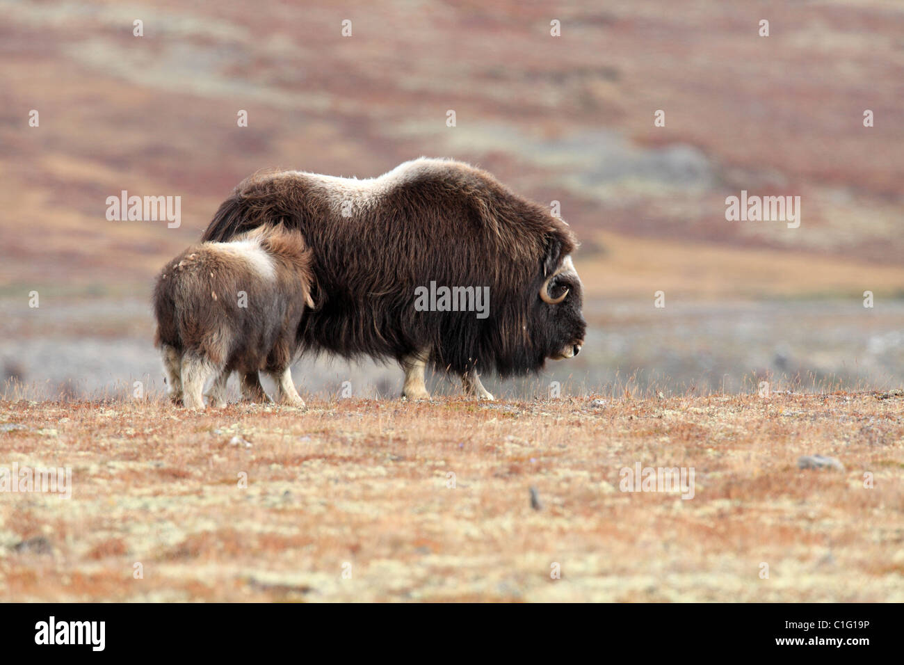 Musk ox calf in mammals Norway Stock Photo - Alamy
