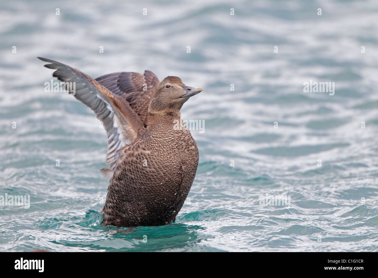 Female common Eider duck flapping its wings in the sea in Iceland Stock ...
