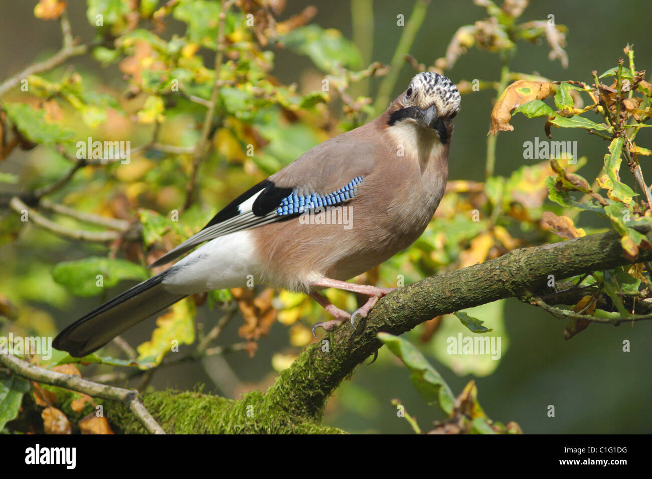 Jay bird oak hi-res stock photography and images - Alamy