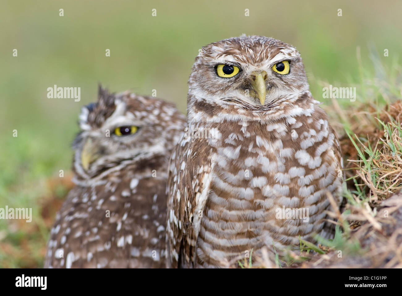 Burrowing Owl, Athene cunicularia, Florida Stock Photo - Alamy