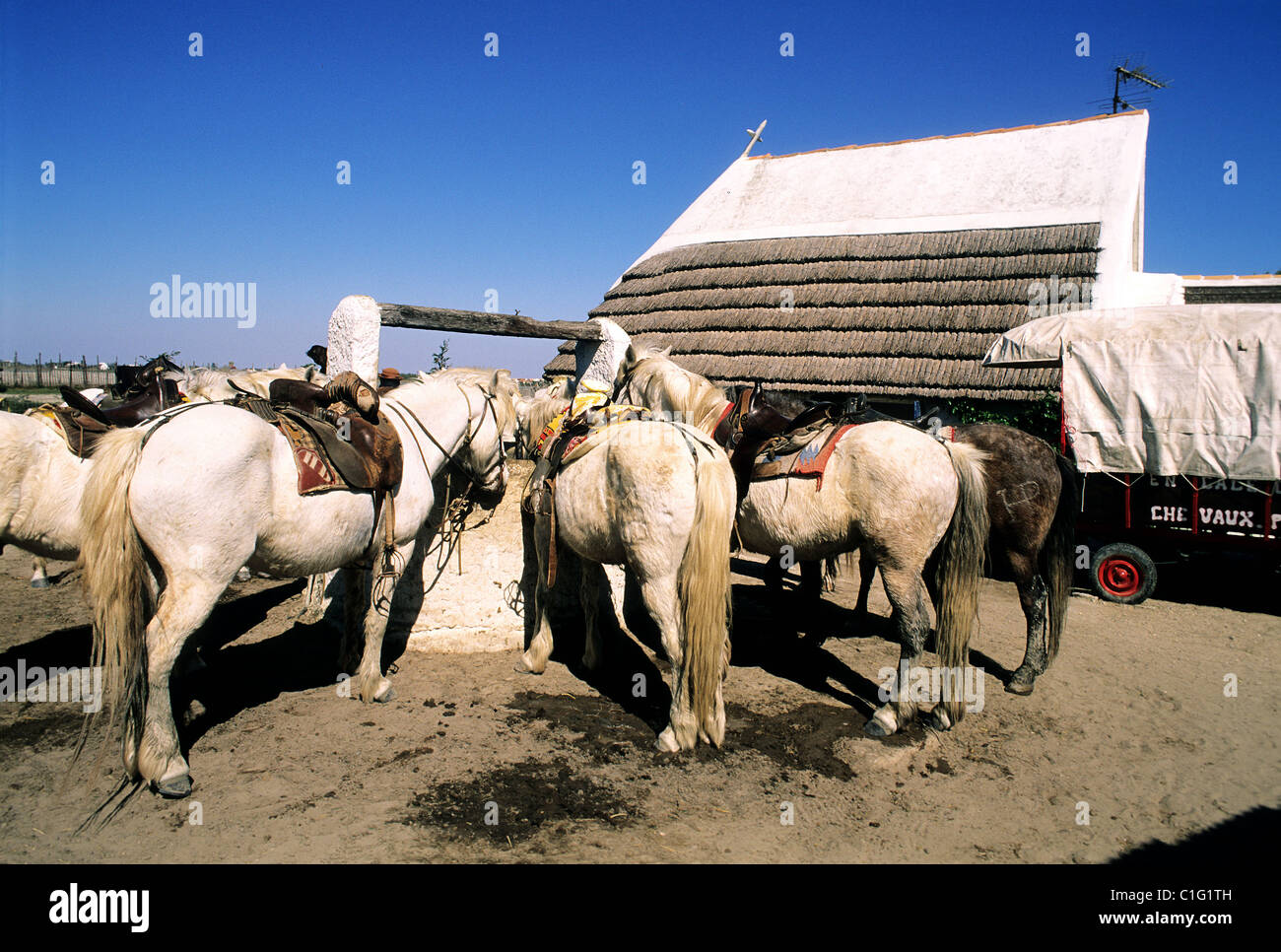 France, Bouches du Rhone, La Camargue, horses in a mas (farm Stock ...