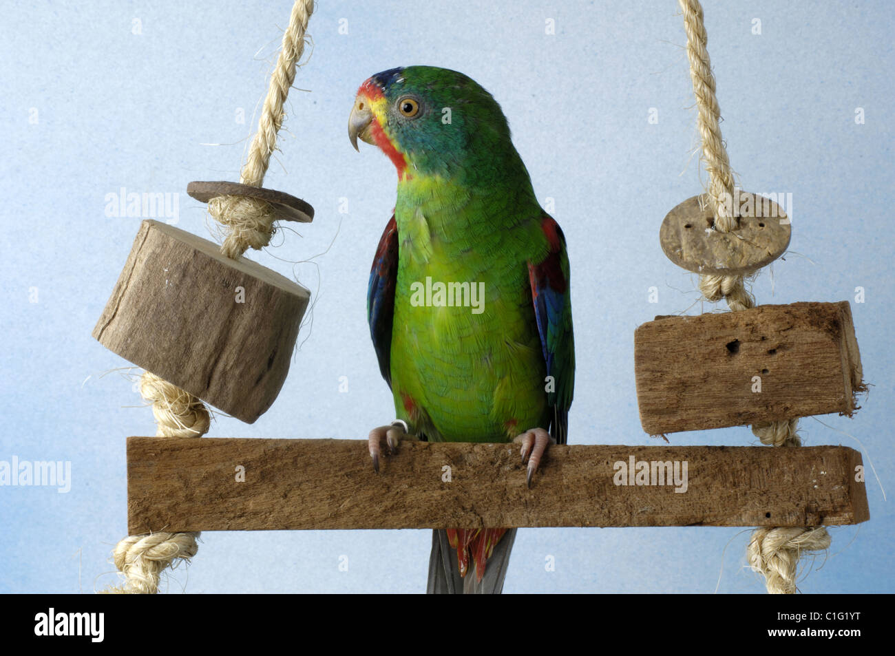 Swift Parrots High Resolution Stock Photography and Images - Alamy