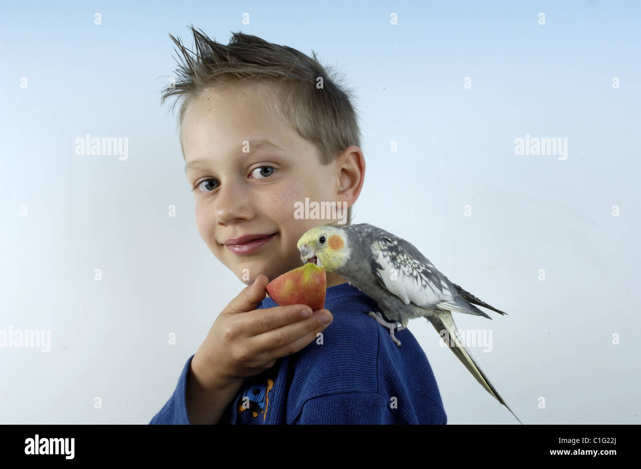 Cockatiel cockatiels bird birds hi-res stock photography and images - Alamy