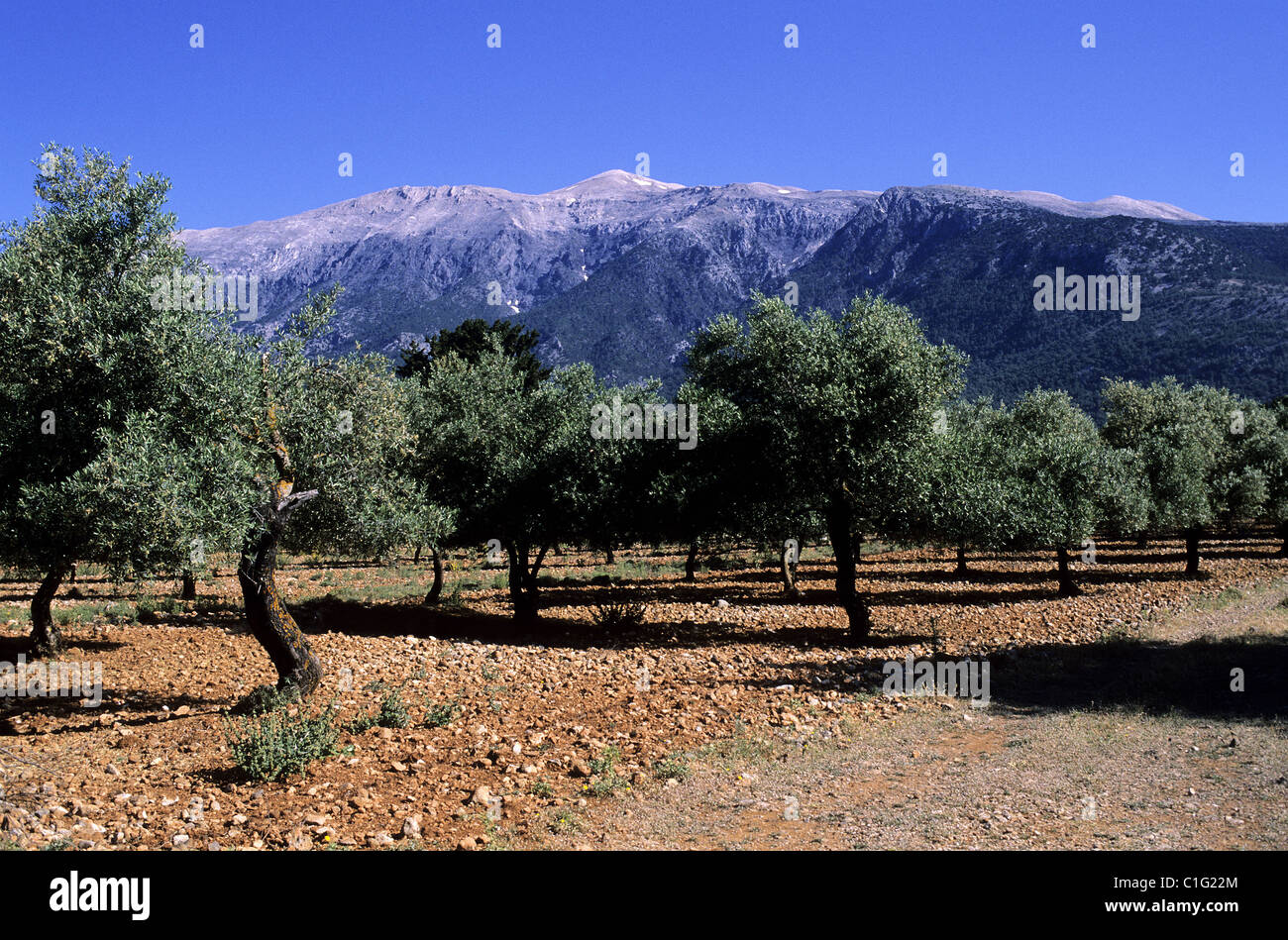 Pachnes hi-res stock photography and images - Alamy