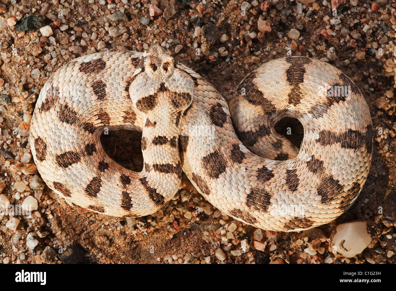 Many-horned adder (Bitis cornuta Stock Photo - Alamy
