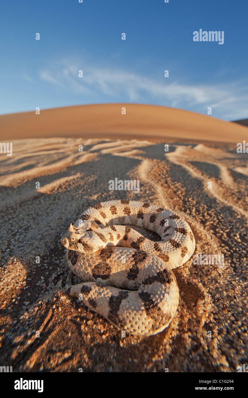 The Sidewinder Adder (Bitis peringueyi) is a venomous viper species in ...