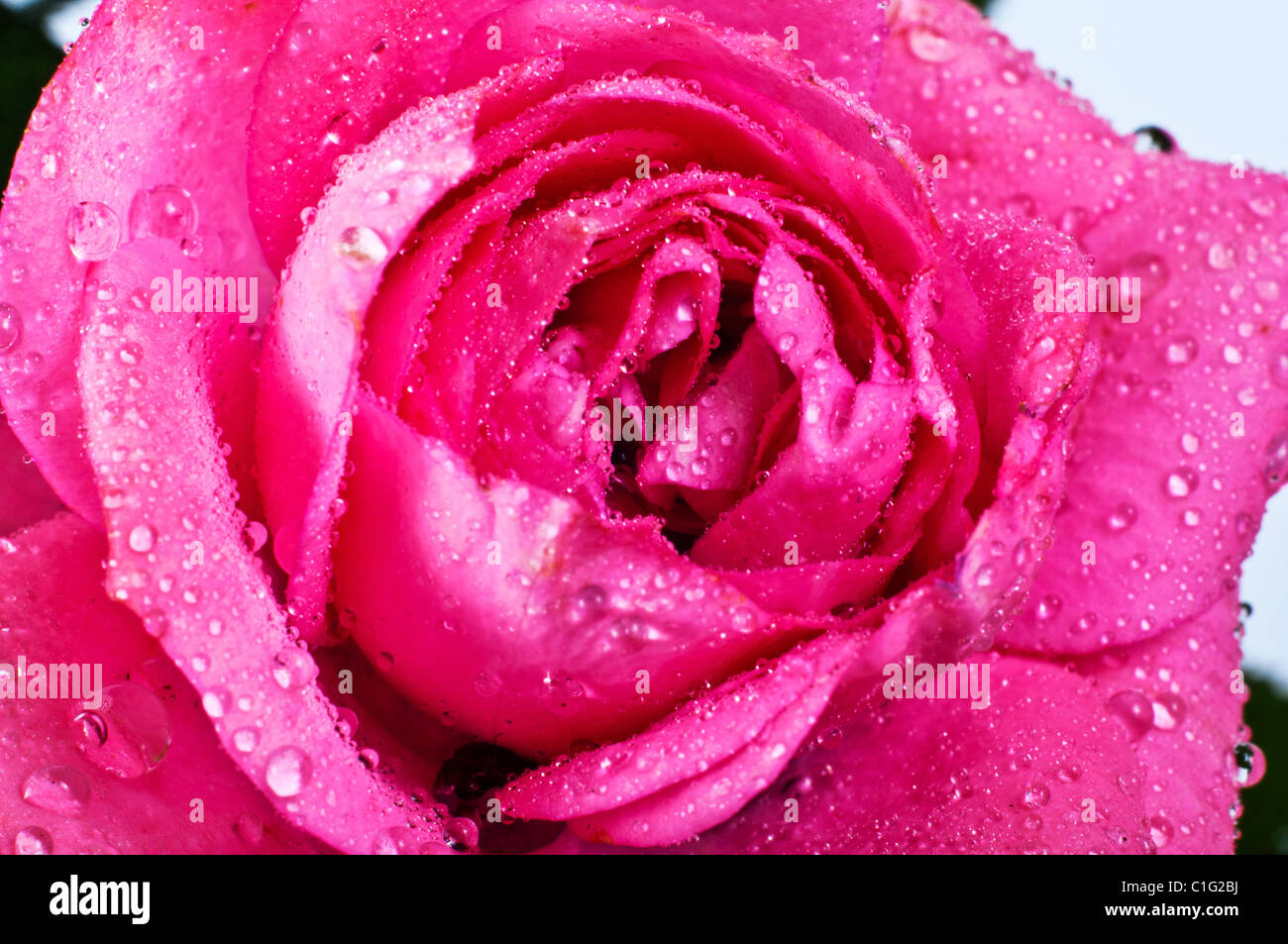 closeup of pink rose Stock Photo - Alamy