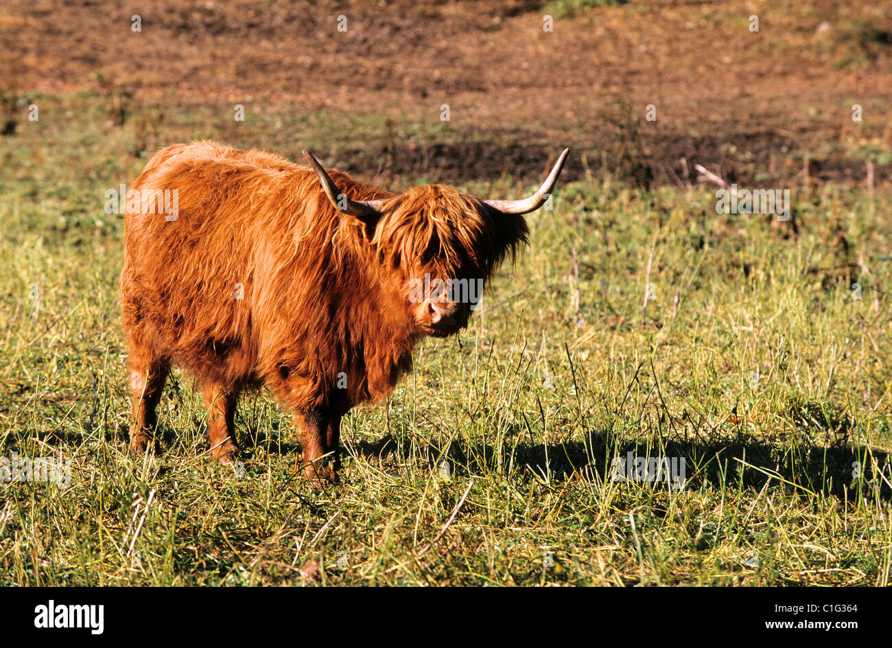 France, Jura, Doucier, Aurochs farm, primitive cattle breeding like the ...