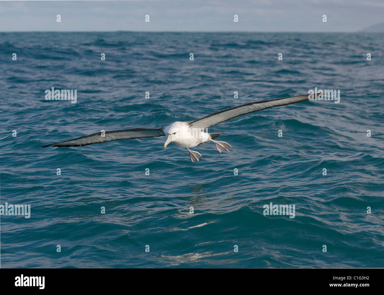 Thalassarche cauta new zealand hi-res stock photography and images - Alamy
