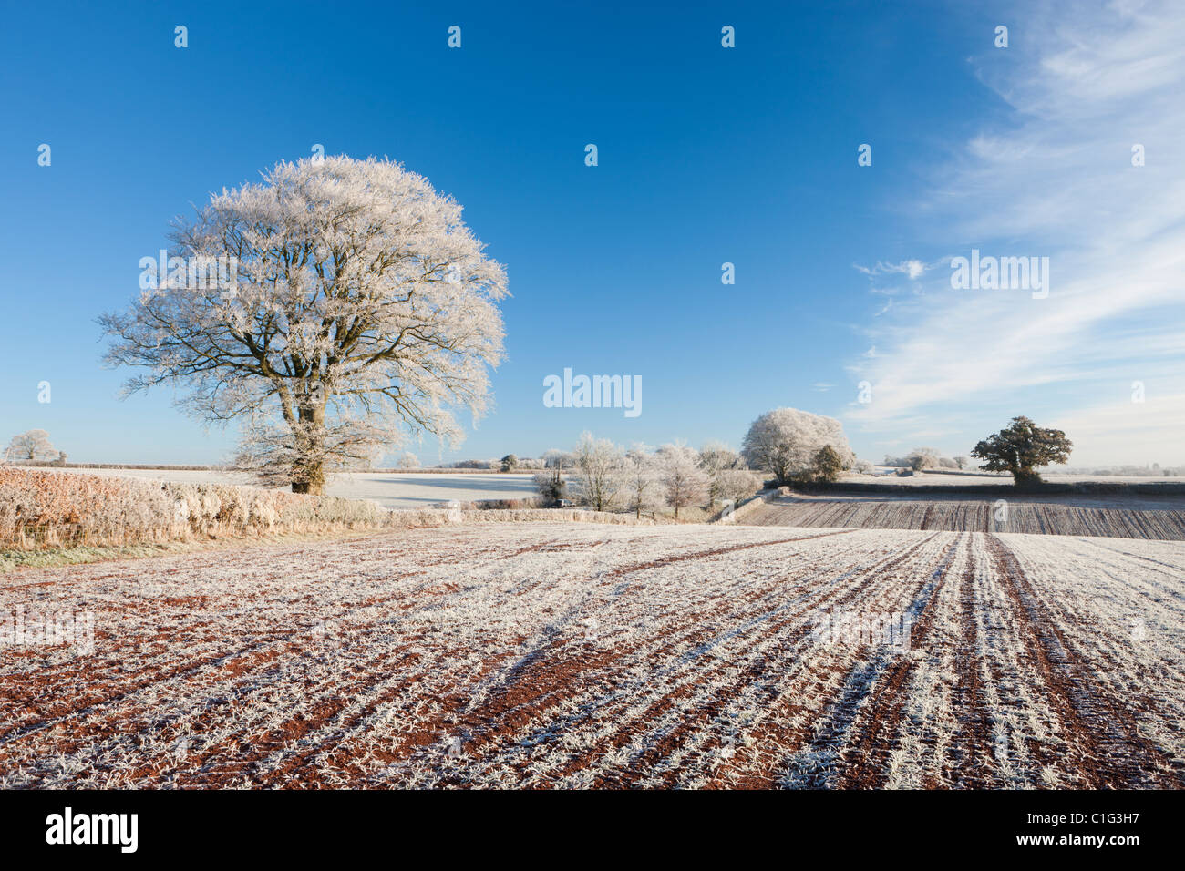 Bow devon hi-res stock photography and images - Alamy