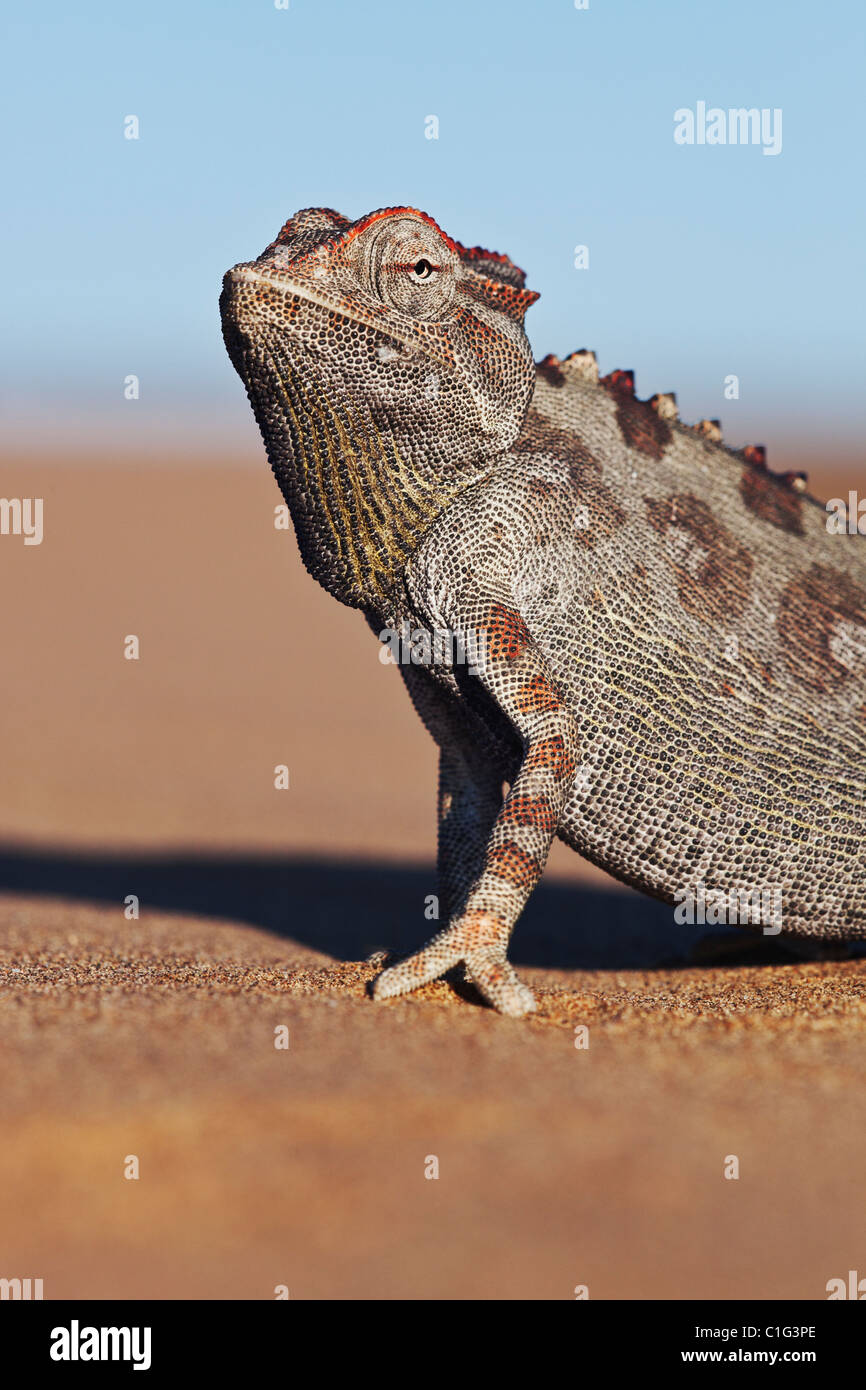 Namaqua Chameleon (Chamaeleo namaquensis) whose habitat consist of ...