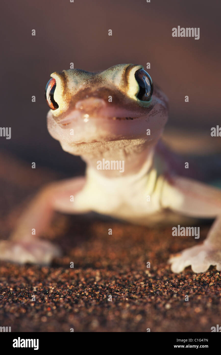Namib sand gecko hi-res stock photography and images - Alamy