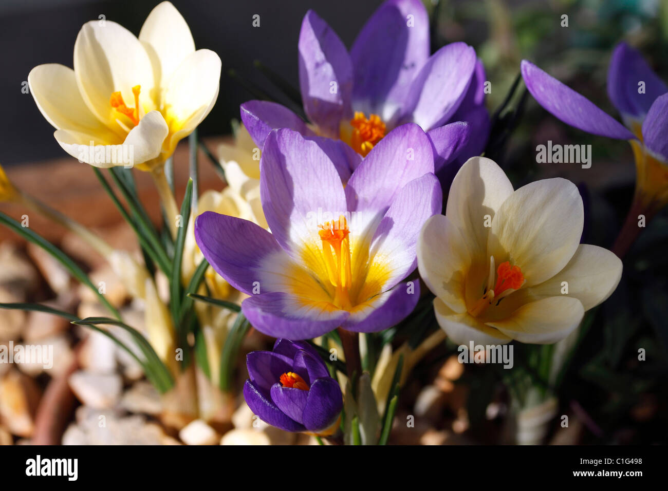 COLOURFUL SPRING CROCUS Stock Photo - Alamy