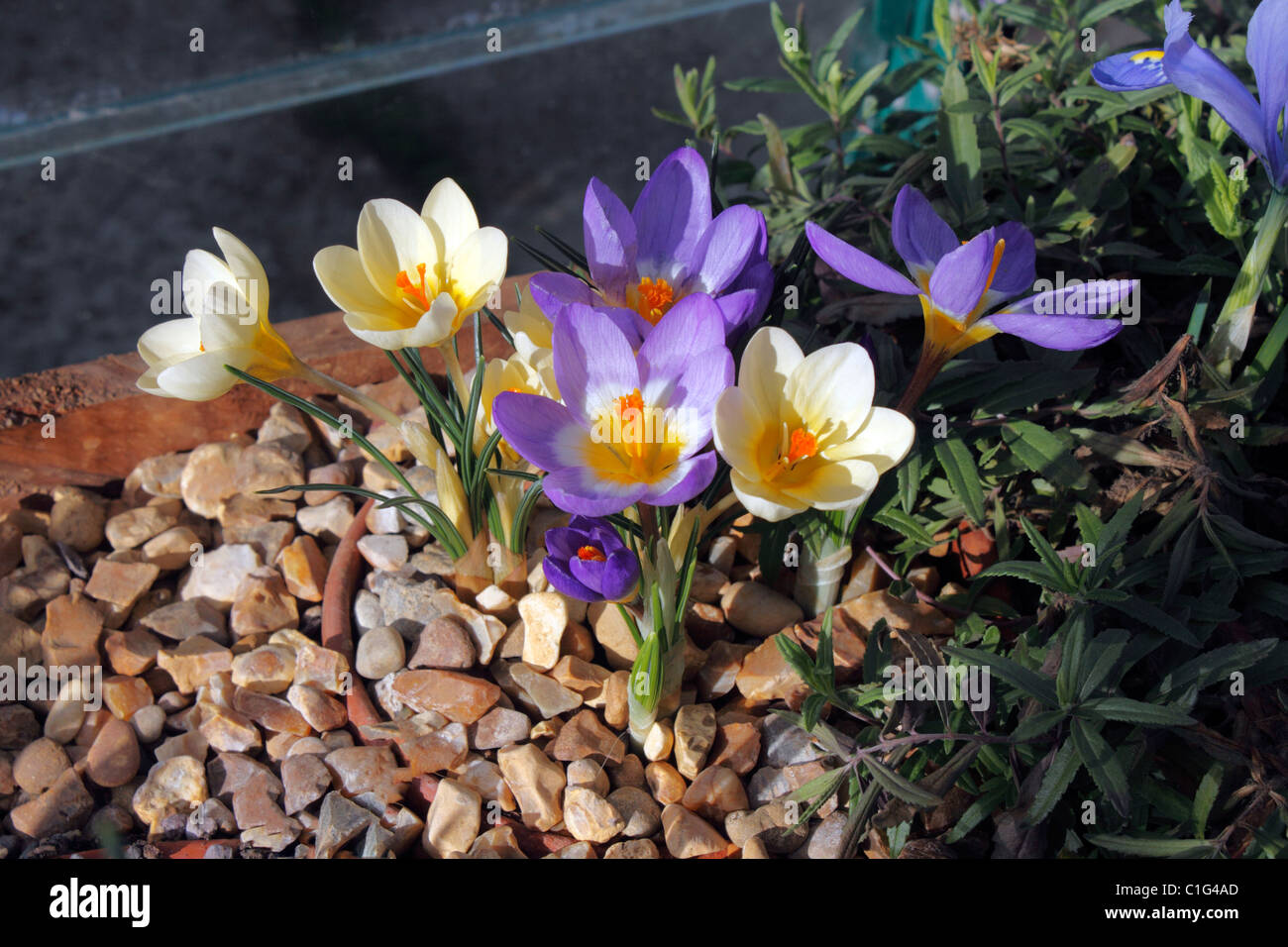 Containerised gravel bed flowering hi-res stock photography and images ...