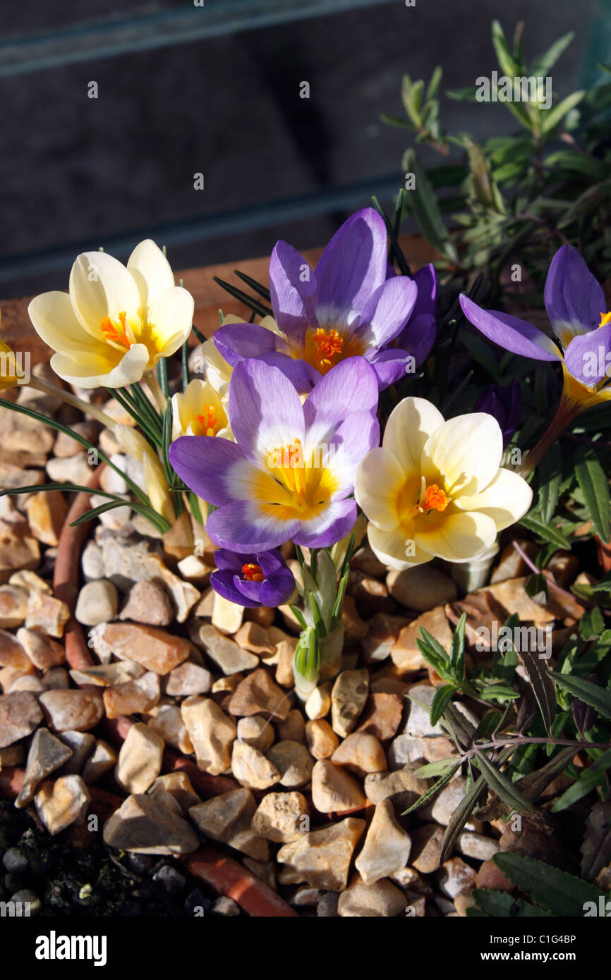 COLOURFUL SPRING CROCUS Stock Photo - Alamy