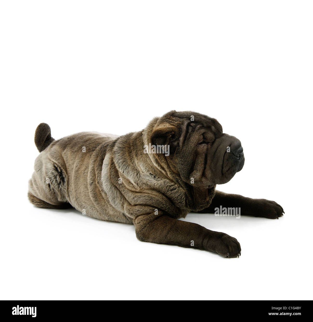 brown shar pei dog puppy laying down with wrinkly back Stock Photo - Alamy