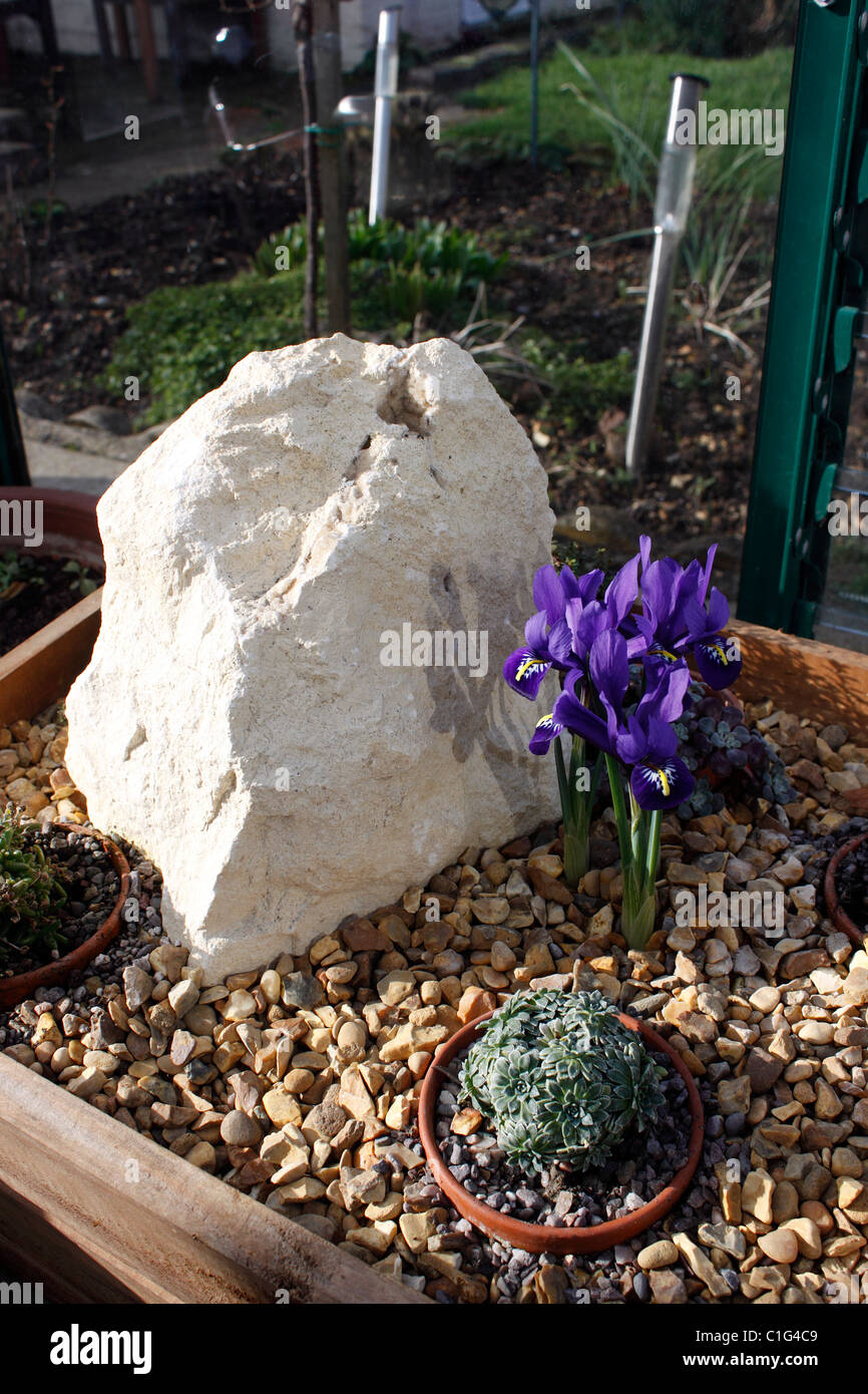 IRIS RETICULATA. DWARF IRIS Stock Photo - Alamy