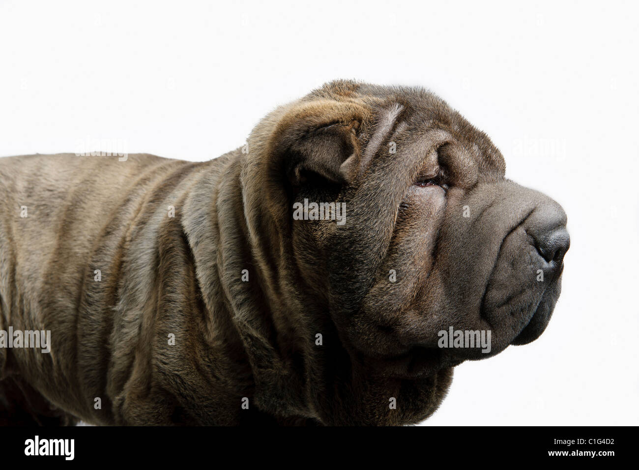 shar pei dog puppy standing sideways with wrinkly back Stock Photo - Alamy