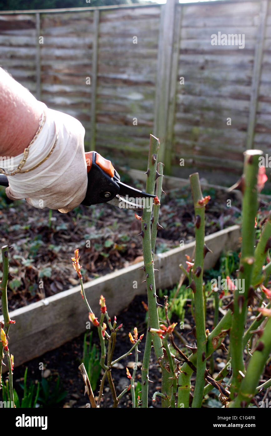 Pruning rose shrub uk hi-res stock photography and images - Alamy