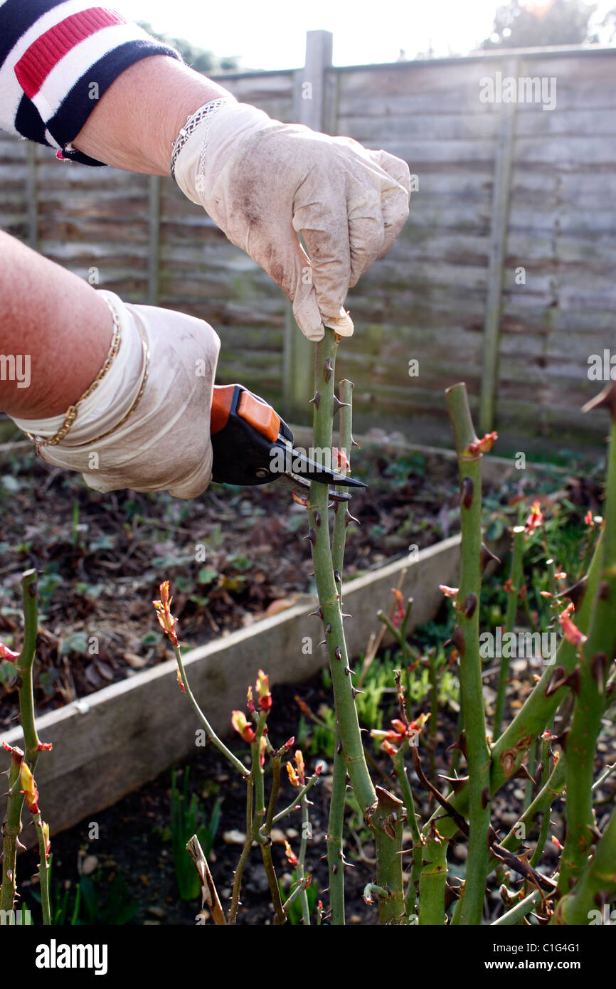 GARDENER PRUNING ROSES Stock Photo - Alamy