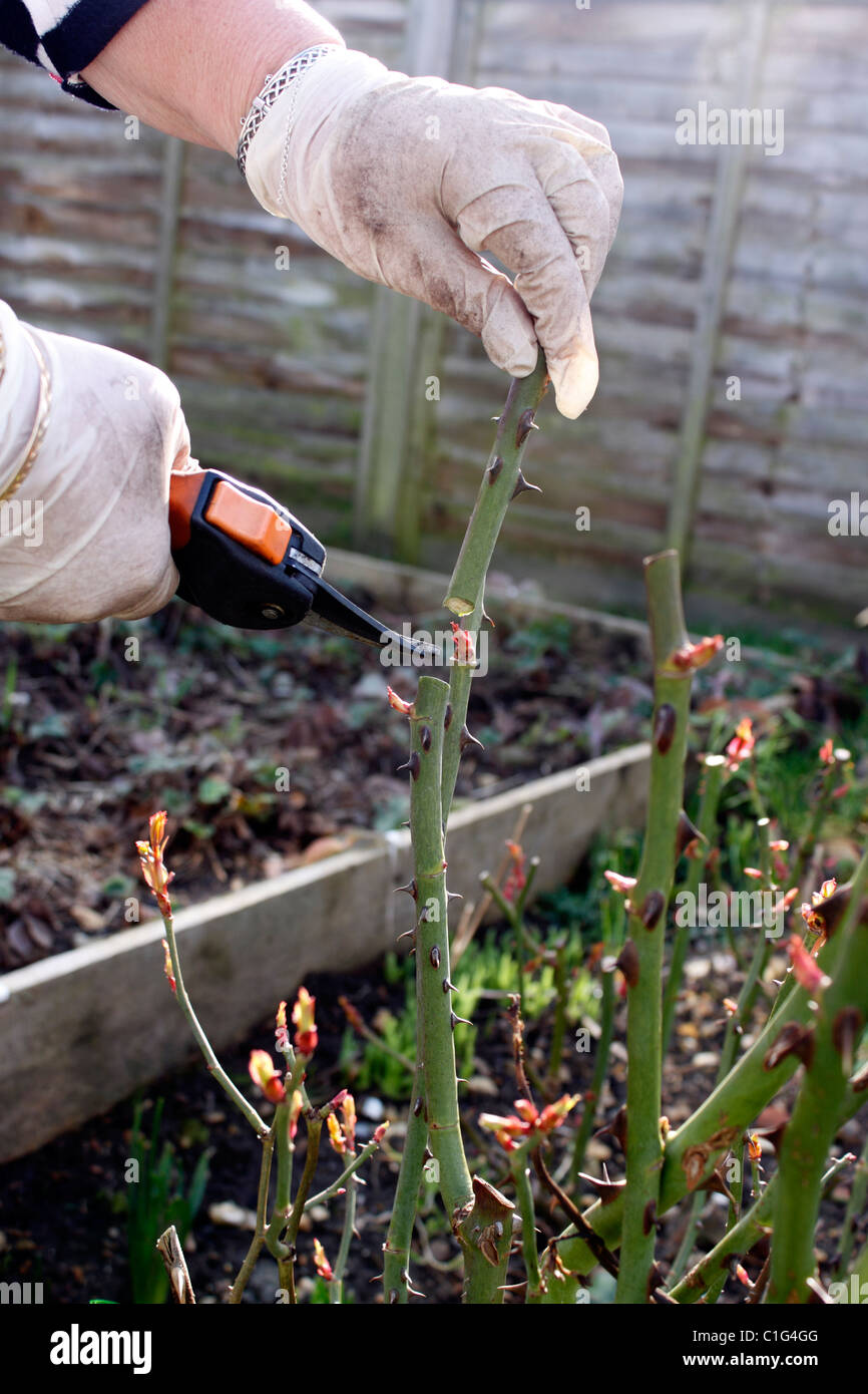 Pruning roses hi-res stock photography and images - Alamy